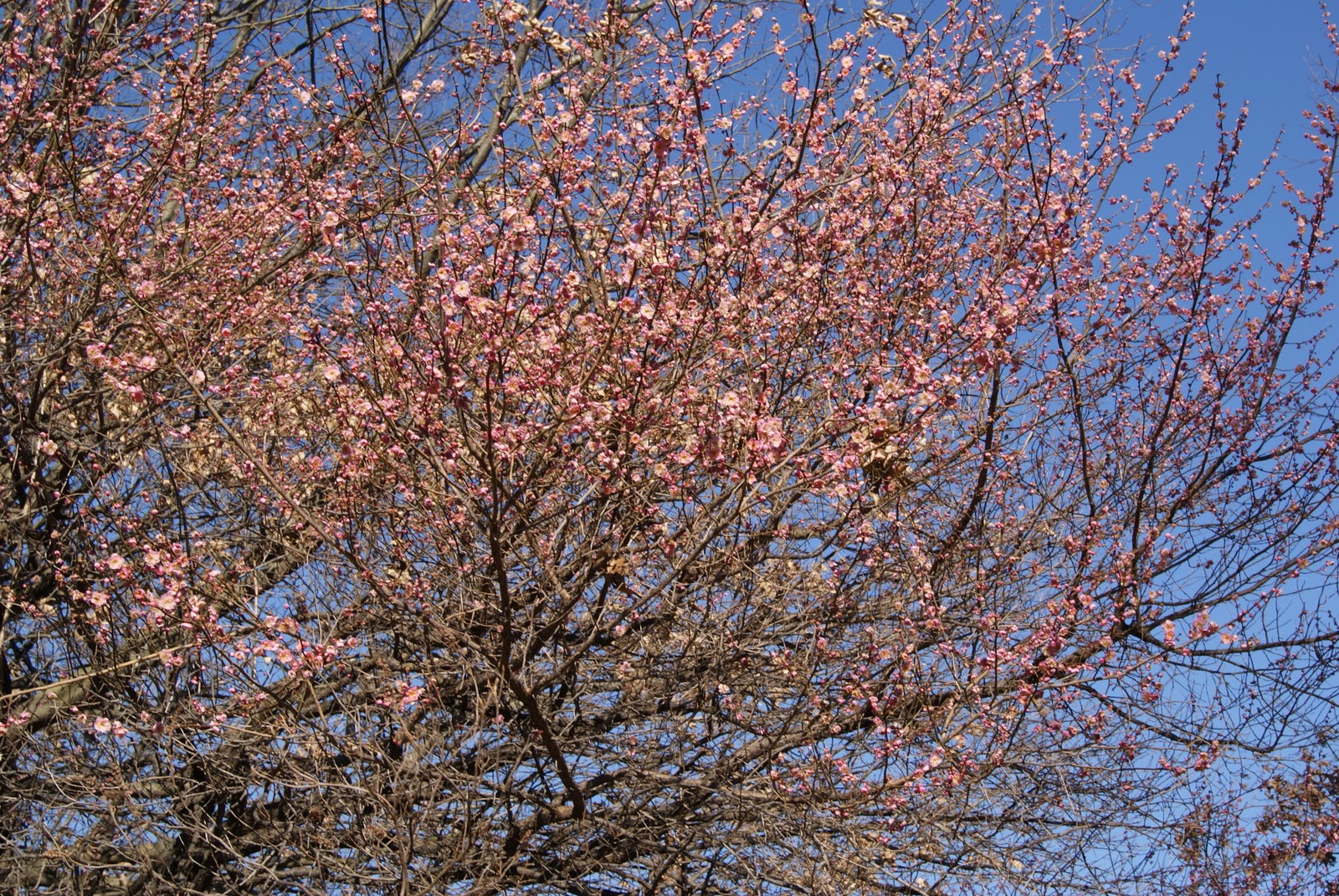 subjectiveday: Prunus mume and an introduction to fruit types