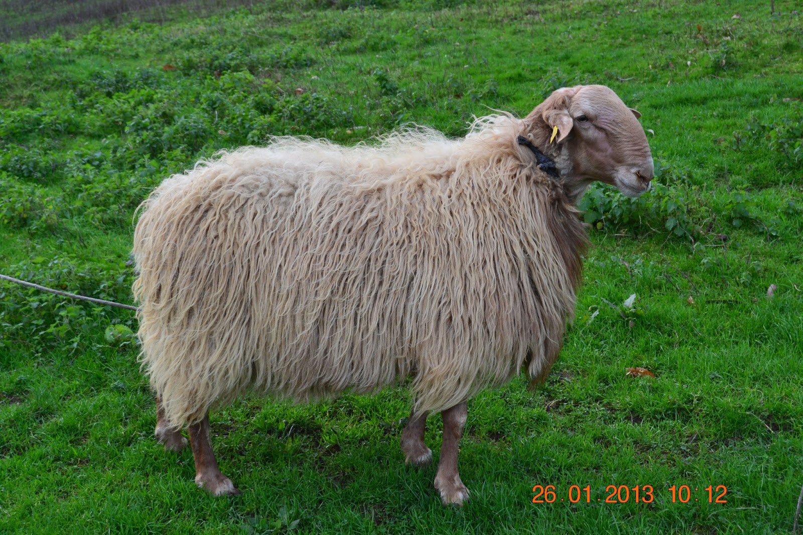 ovejas carranzanas: El semental y su descendencia