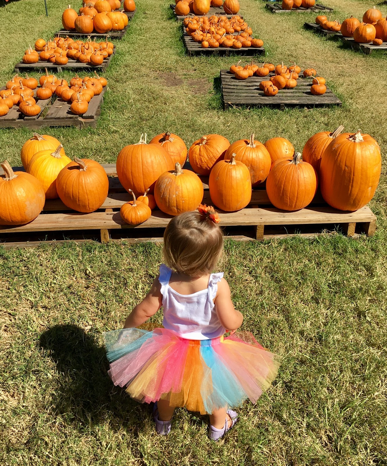 Chloe Grace at the Pumpkin Patch - Amy's Balancing Act
