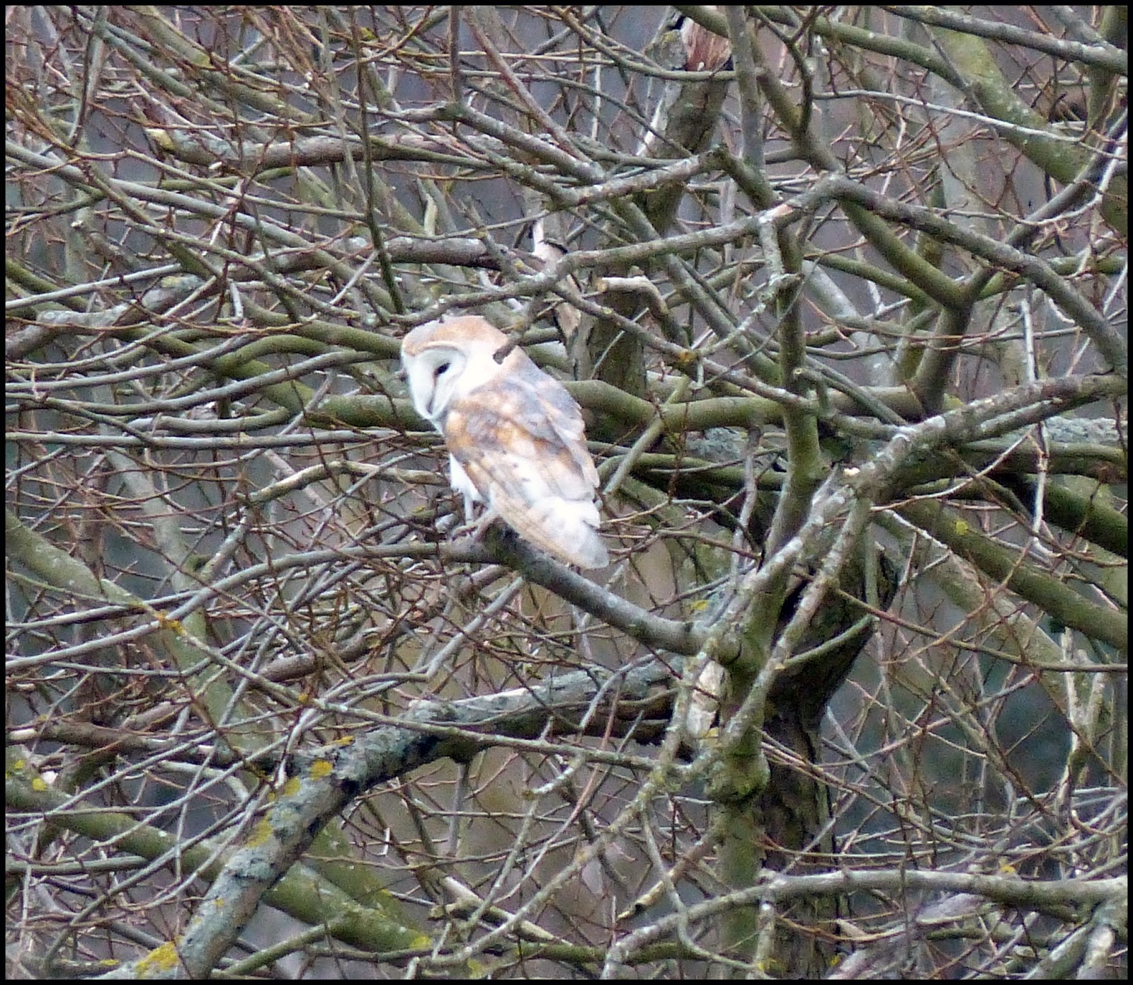 Wild and Wonderful: Our First Barn Owl of 2015