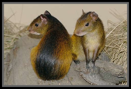 Beszamel i spółka bez ograniczeń: Rodzina Dasyproctidae. Rodzaj ...