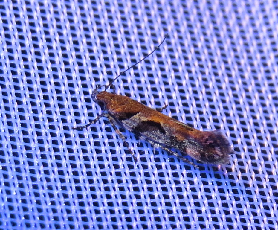 Bug Eric: New Mexico Night Bugs