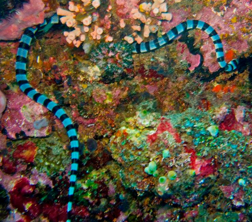 On The Spot Lovers: 9 Binatang Laut Yang Paling Berbahaya Di Dunia