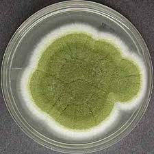 Aflatoxina B1 - Norma GMP B2