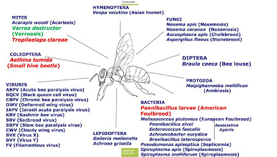 CORONA APICULTORES: ENFERMEDADES DE LAS ABEJAS