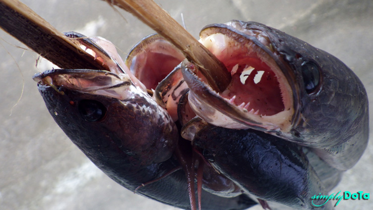 Dominus Stance: Food Trip 127 - Ginataang Hito