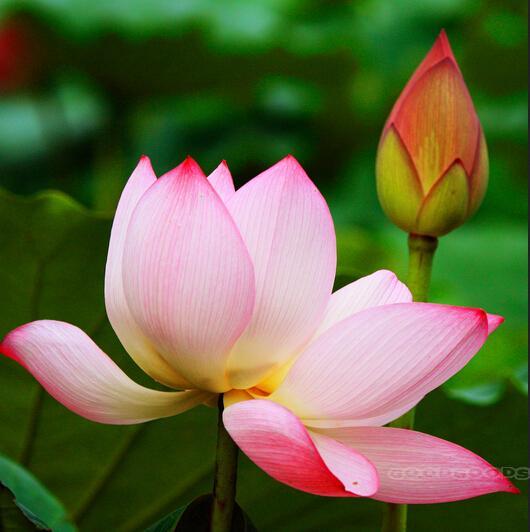 Aiden Gardens: Water Lotus Planting Instructions