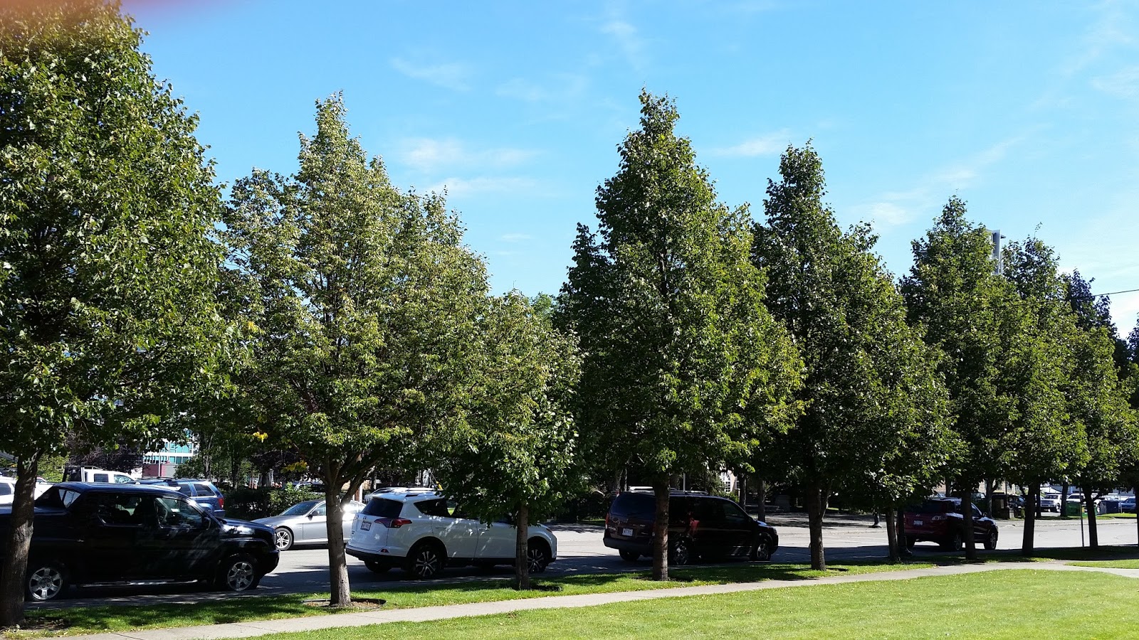 Renaissance Men: Best Trees For Calgary; Linden