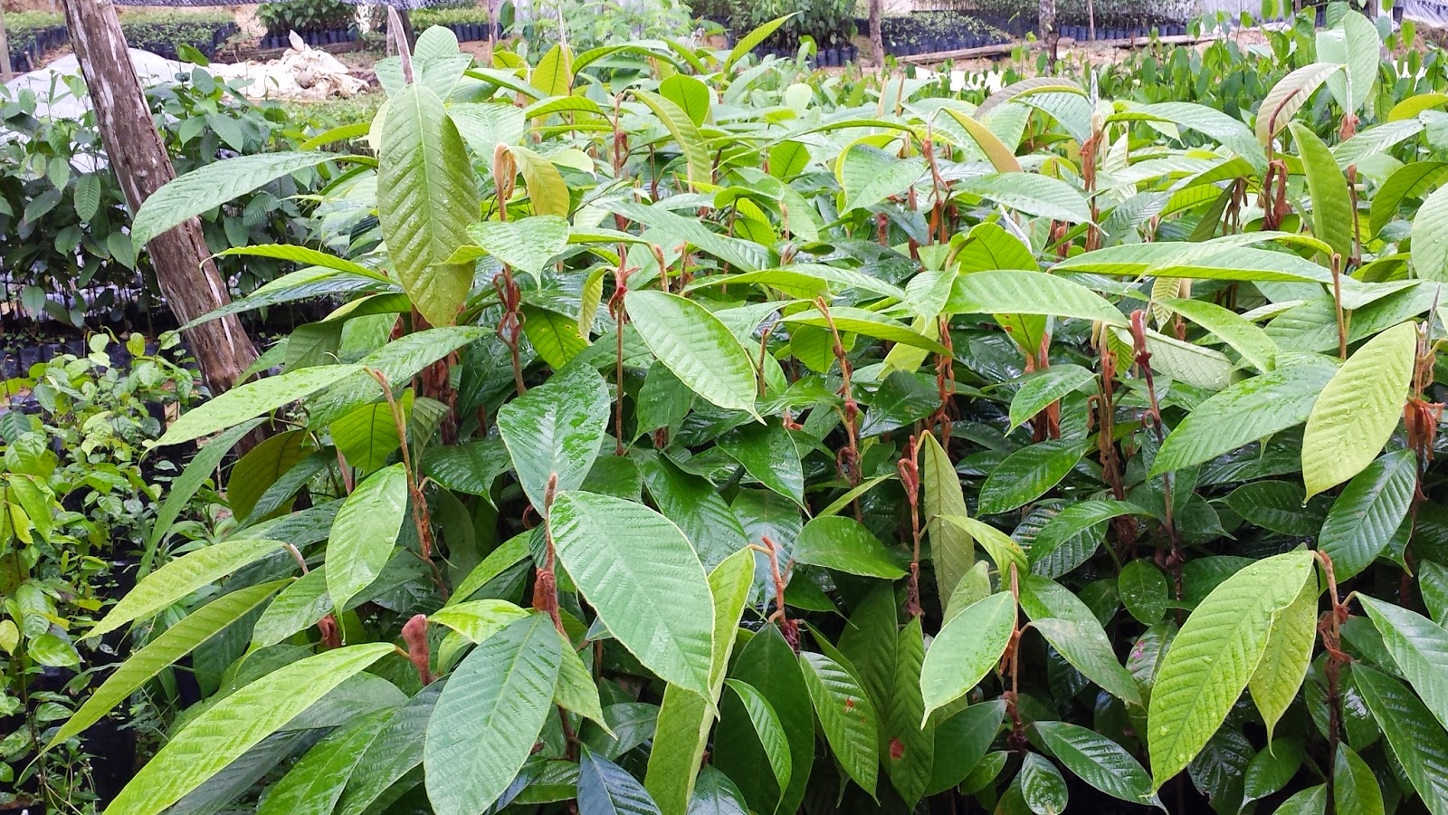 Dari Hutan ke Bandar...: STOK POKOK BIL 2 2015