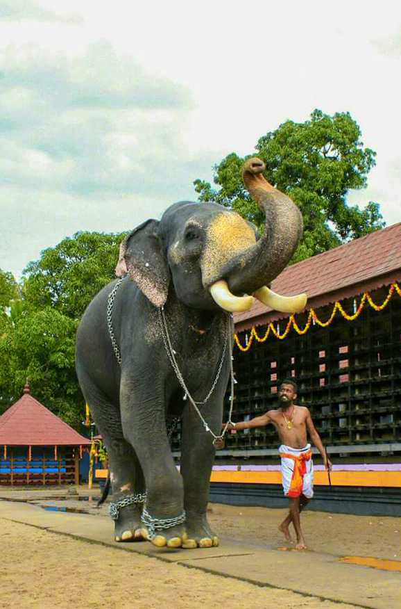 Chirakkal Kalidasan Photos - Chirakkal Kalidasan HD Images