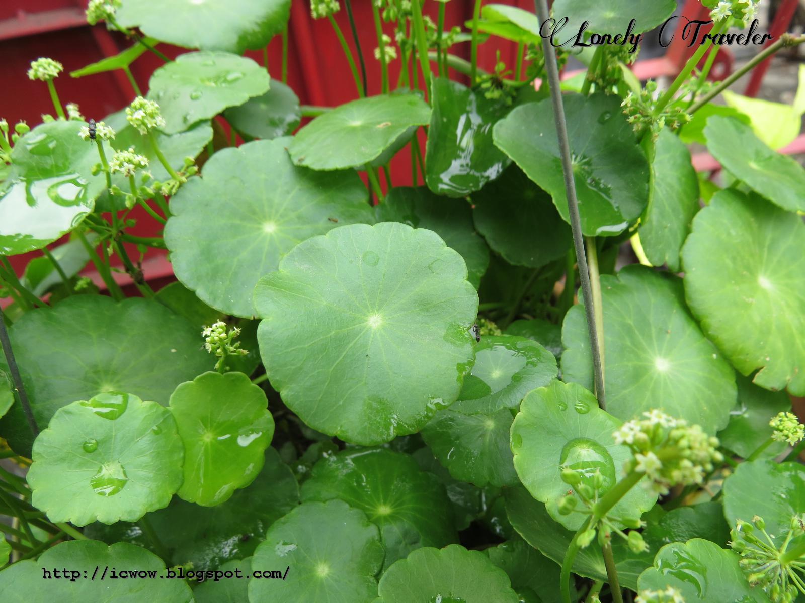 Water pennywort - Hydrocotyle ranunculoides