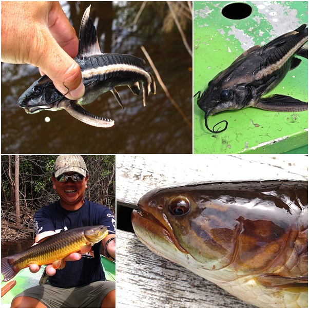 ANGLING WORLD 魔魚釣界: Adventure Fishing @ Amazonia Rio Negro