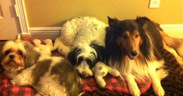 [DRAMÁTICO] Dueño de Pet Shop olvida dentro del auto 3 perros de una ...