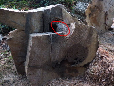 5 Acres & A Dream: What Dan Found Inside the Old Oak Tree