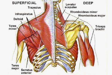 Master the movement: Stabilzácia ramena a lopatky