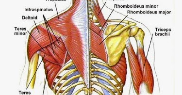 Master the movement: Stabilzácia ramena a lopatky