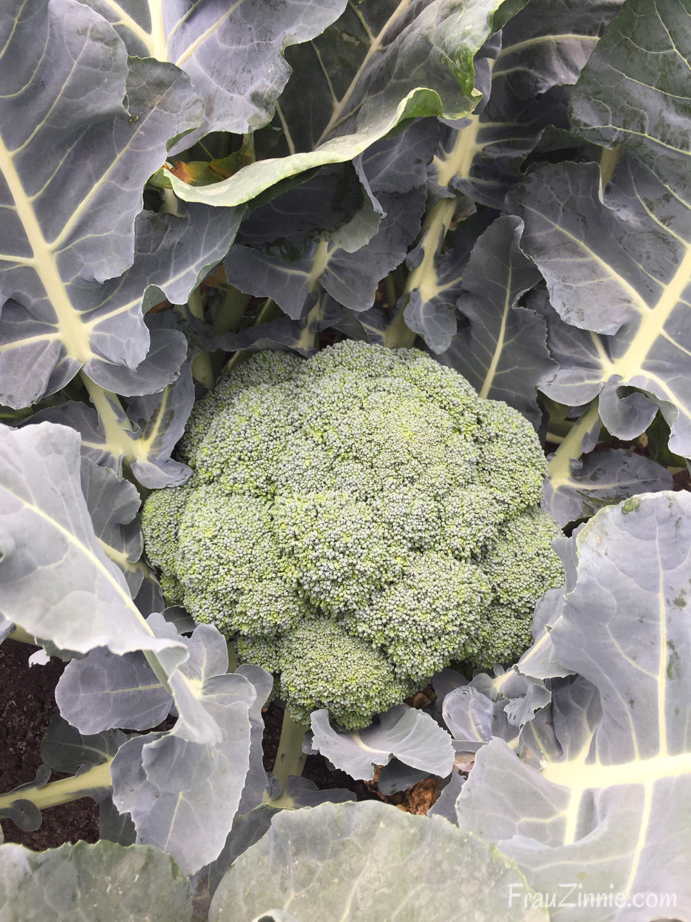 Salinas showcases cool-weather crops for home gardener | Frau Zinnie