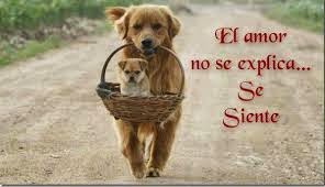 Imágenes para mi perro: Dulces y de amor | Imagenes de amor bonitas