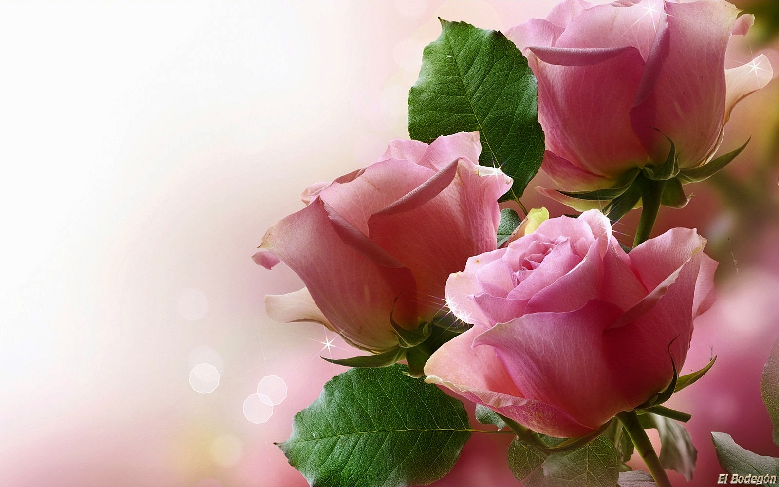 Rosas hermosas Picture - Imagui