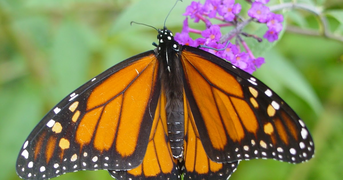 Cute Butterfly Wallpapers 1