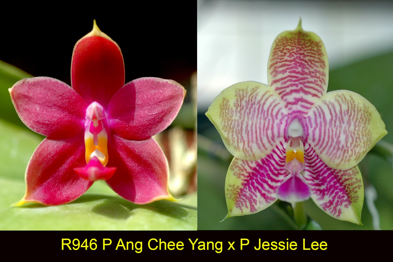 Eucharist Orchids: Parent Plants of my New Hybrids