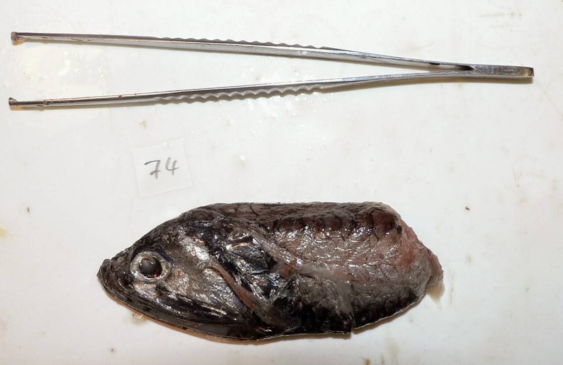 We've been expecting you Dr. Jones...: Weird things found inside the ...