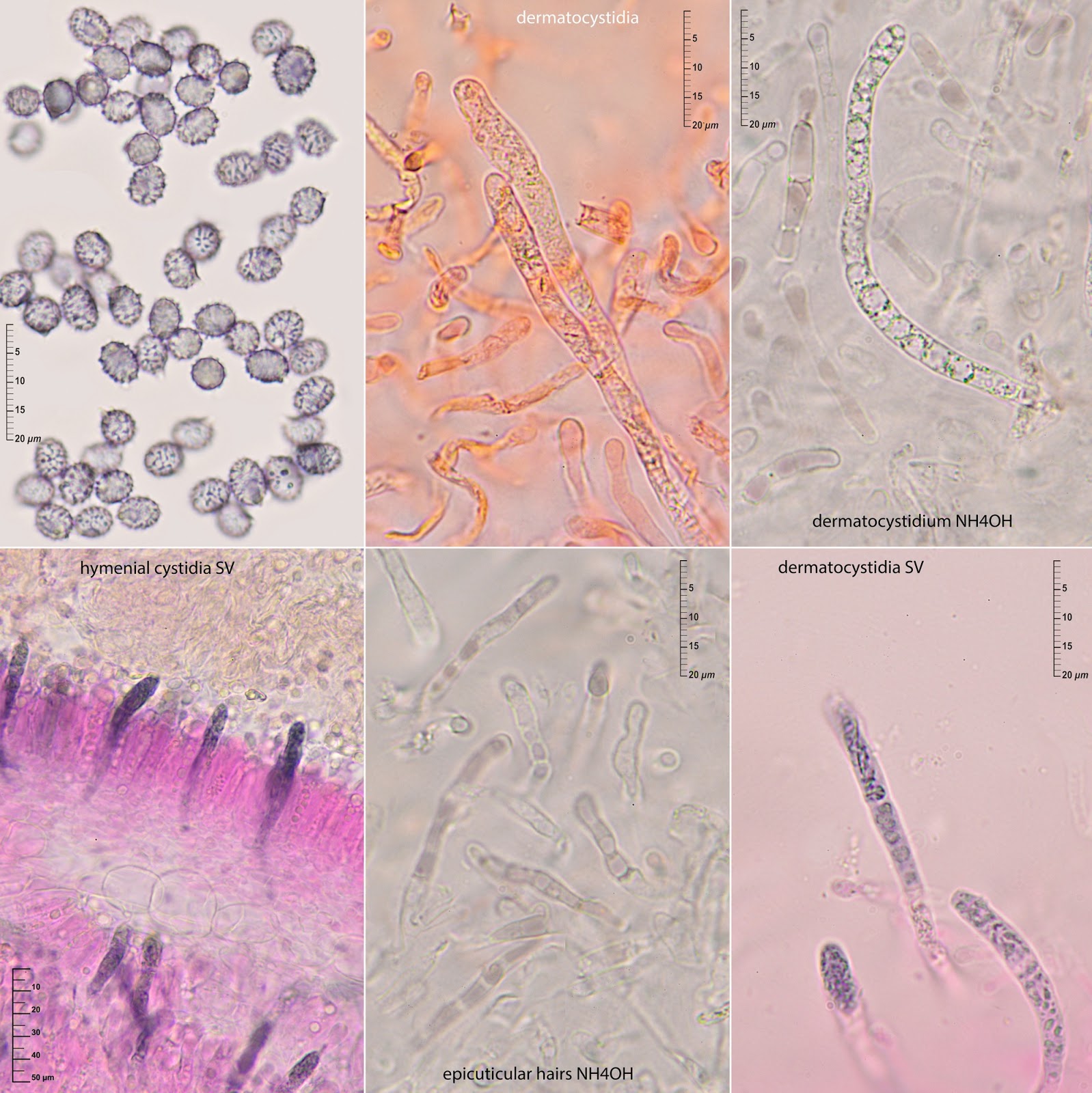 Russula versicolor Schäff. • CEMAS Orden Russulales, Betula sp.