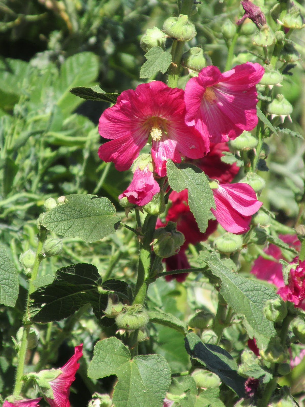 Alcea rosea L.