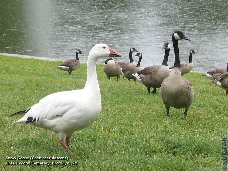 The City Birder: Return of our Snow Goose?
