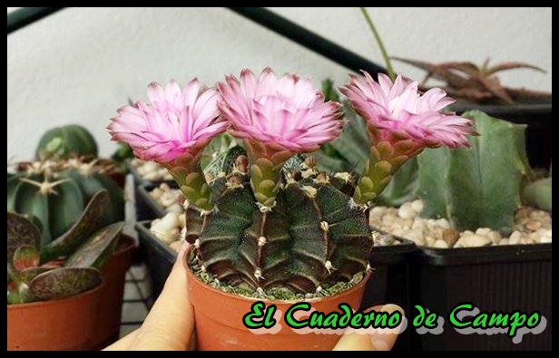 El Cuaderno de Campo: Mi colección de Cactus y suculentas