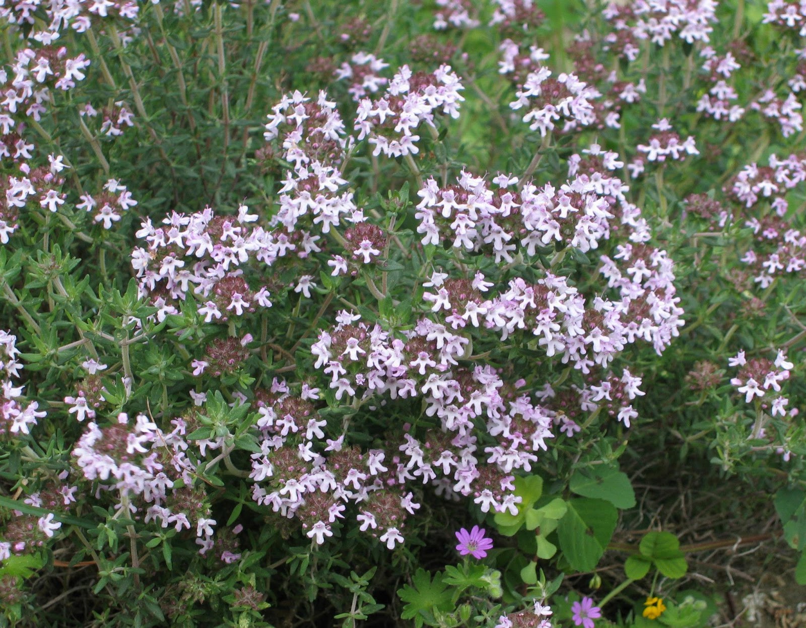 Flores y Palabras: Flores para la tos