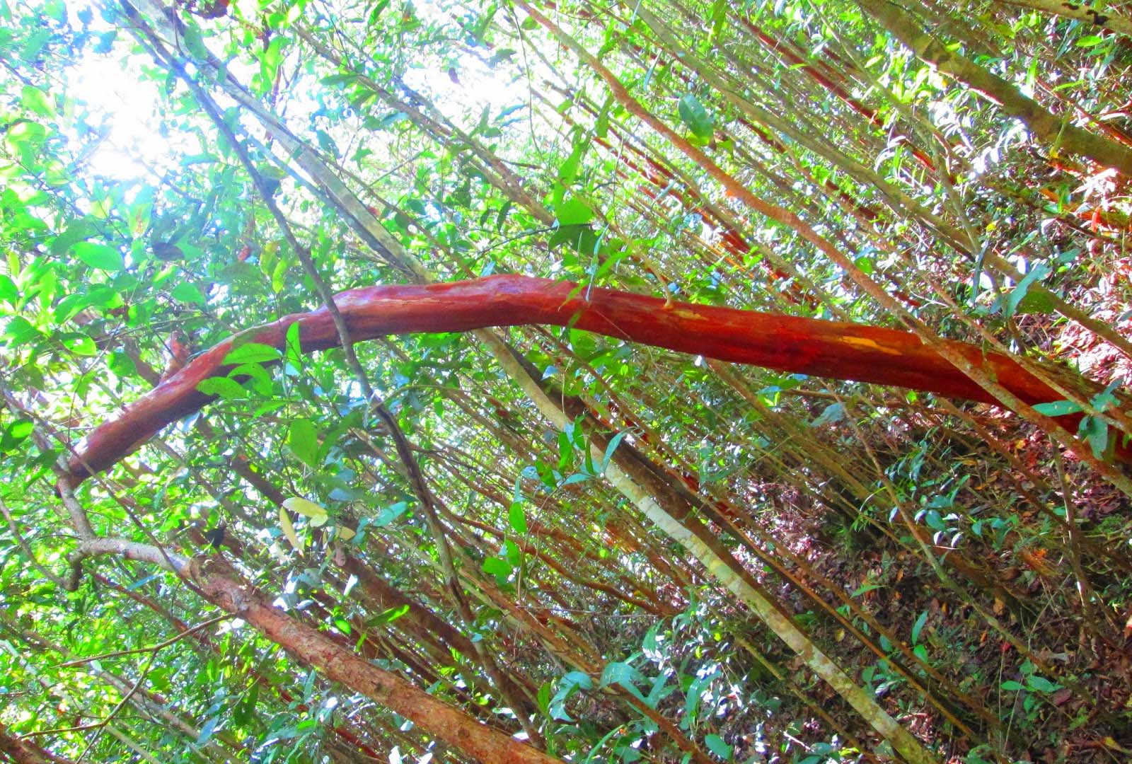 Mistis Kayu Pahlawan atau Palawan di Kalimantan - INFO LEGIT