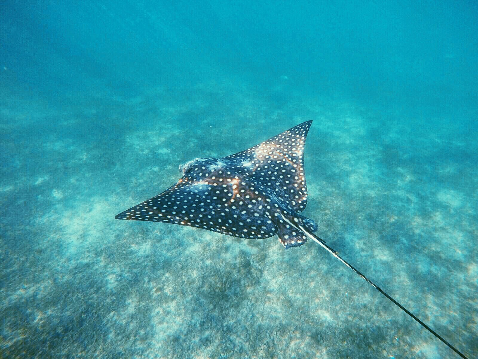 Mantarrayas “aves del mar” | Rox In The Wild