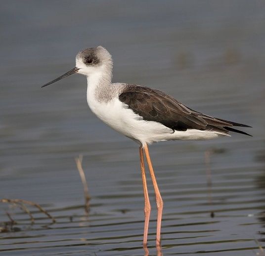 ARUNACHALA BIRDS arunachala-birds