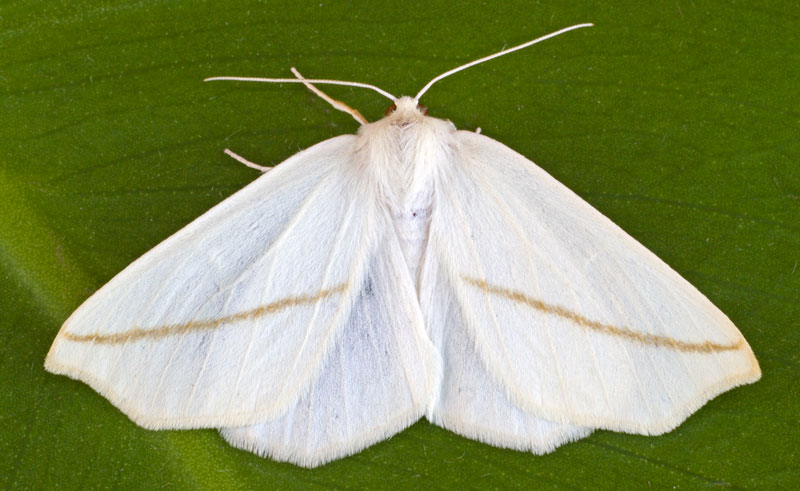 Moths of Calgary