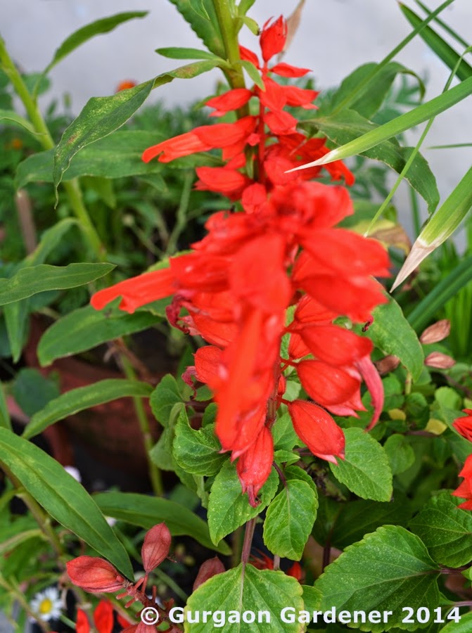 Gurgaon Gardener: Red Flower Plants for Your Garden