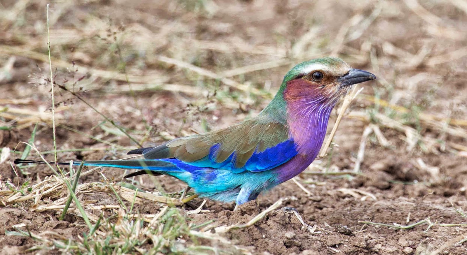 ROLLER BIRD photos - wallpapers | the fun bank