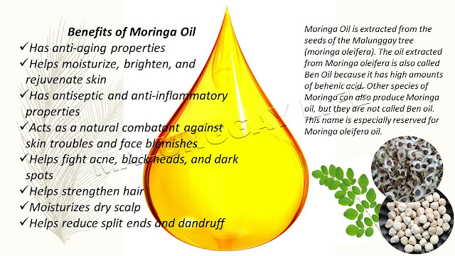 Moringa Farm / MalunggayLife Agri Farm Philippines: Moringa Oil ...