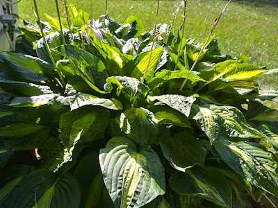 Future Plants by Randy Stewart: Hosta