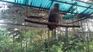 (Javanese eagle) the crowned king of eagles from Indonesia | Indonesian ...