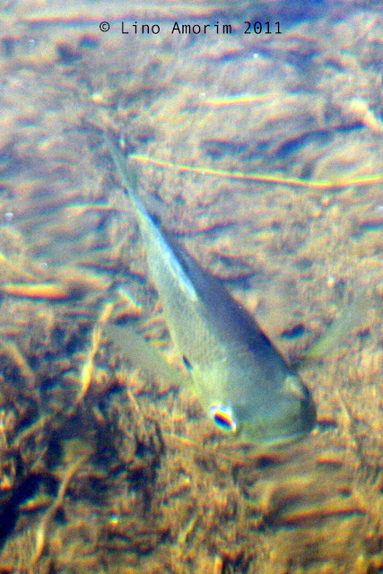 Animalia zoom: Perca-sol de Guelras Azuis- Bluegill (Lepomis macrochirus)