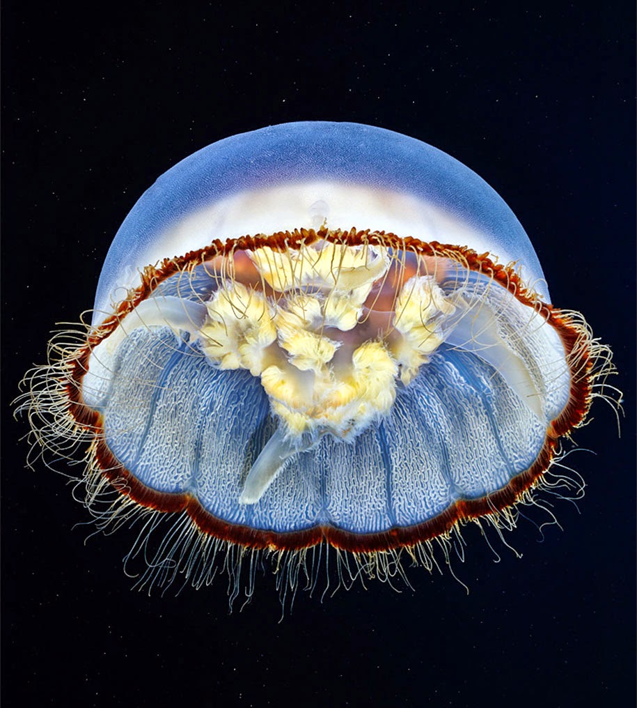 Beautiful Jellyfish Photo by simply Ruskies maritime biologist ...