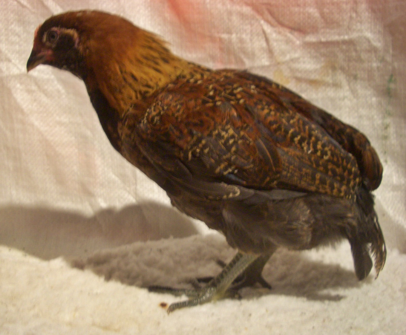 Backyard Chicken Fever: Just when you got it all figured out...