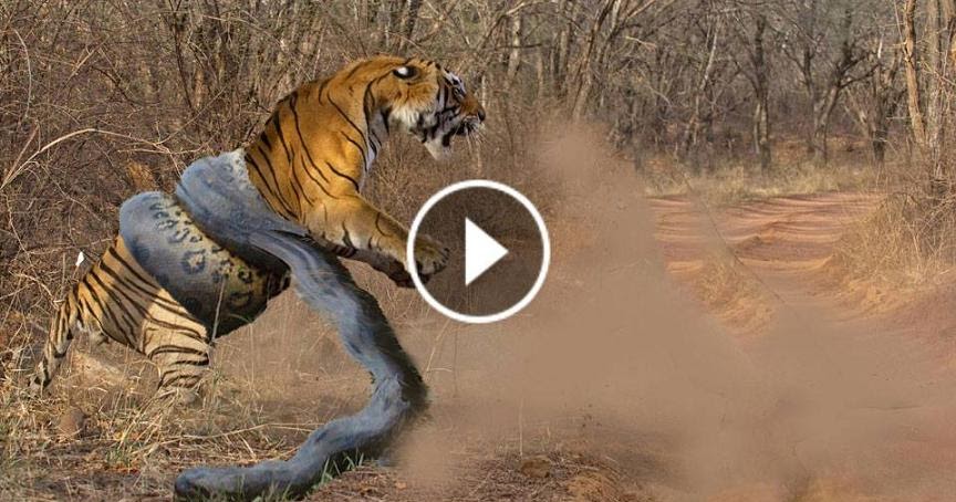 insurnace: danger tiger kill a snake