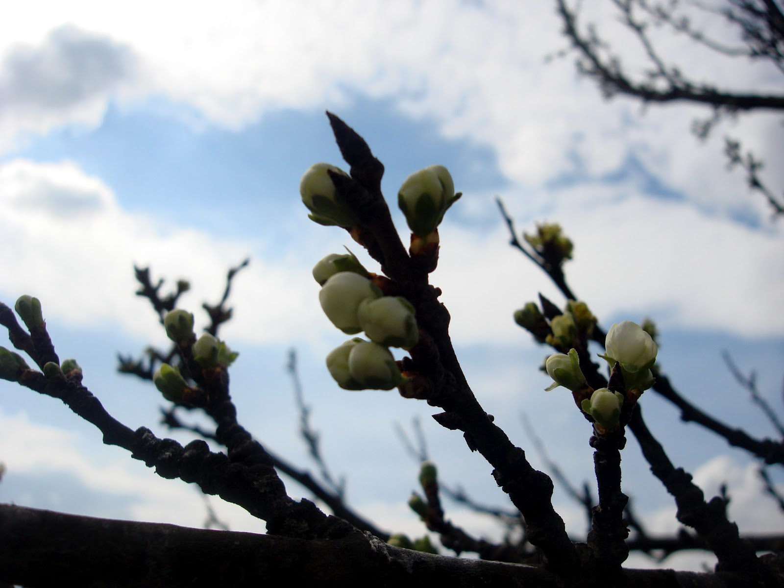 Gânduri răvășite...: Miercurea fără cuvinte - 13