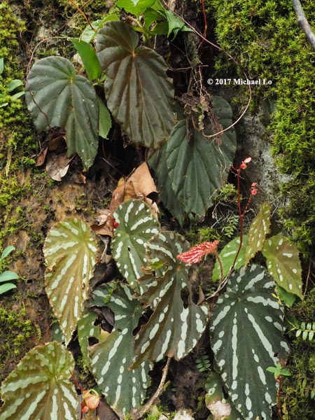 The rainforests of Borneo & Southeast Asia: Begonia pendula & other ...