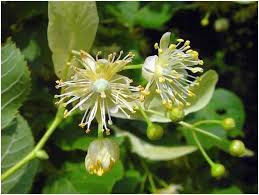 Boerderijtuinen: Betekenis van de lindeboom op het boerenerf