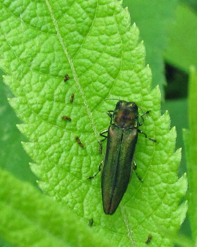 Bug Eric: The Emerald Ash Borer Invades Colorado