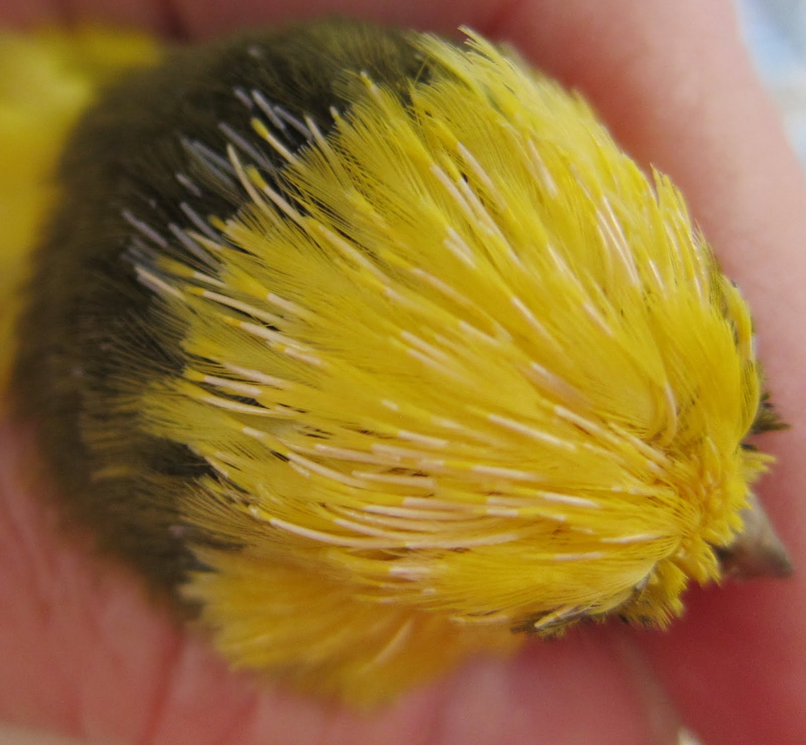 Canary Tales: The Curious Case of Shedding Feathers