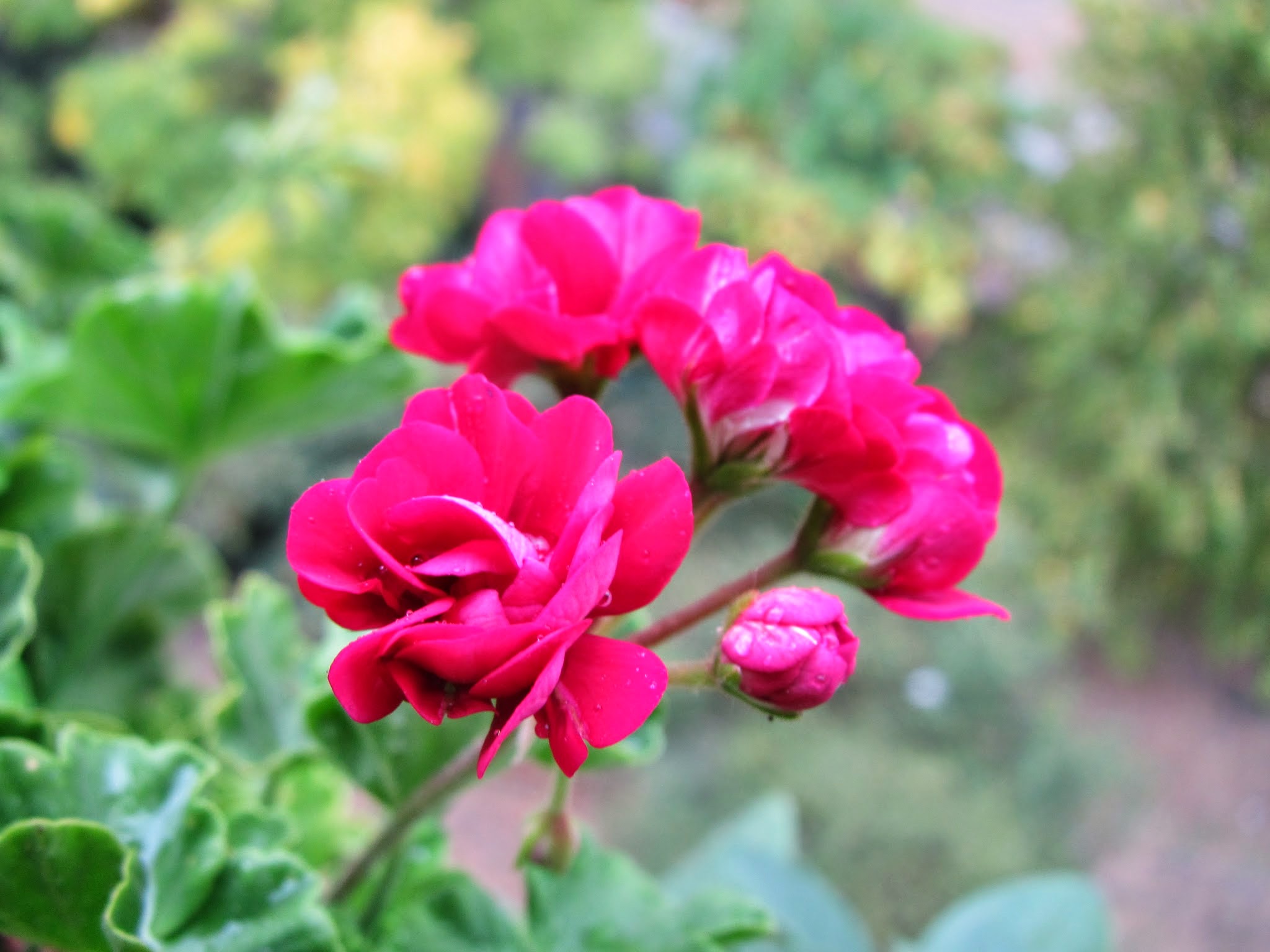 Free Royalty Free Pink Muscat Flower Image - Free Royalty Free Stock Images